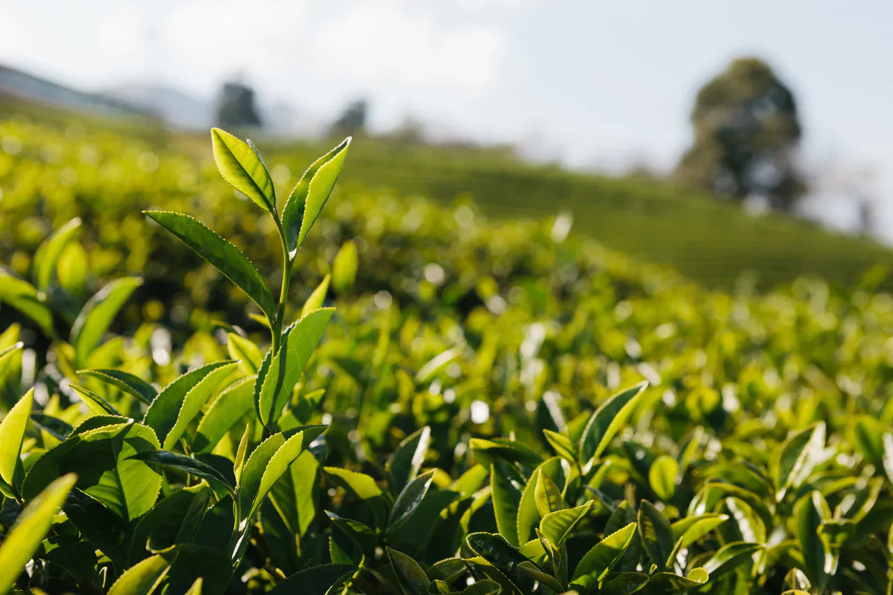 ¿Qué es el té de Ceylon? – BasilurTea Mexico